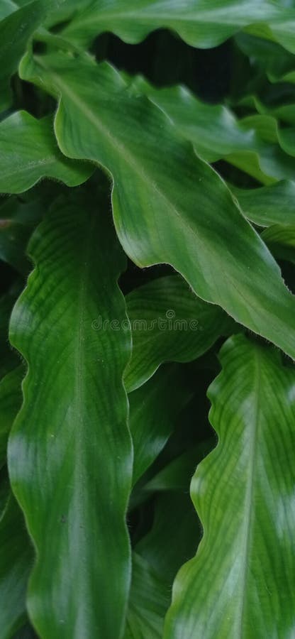Aesthetic Green Leaves Tree Stock Photo - Image of leaf, food: 246075414