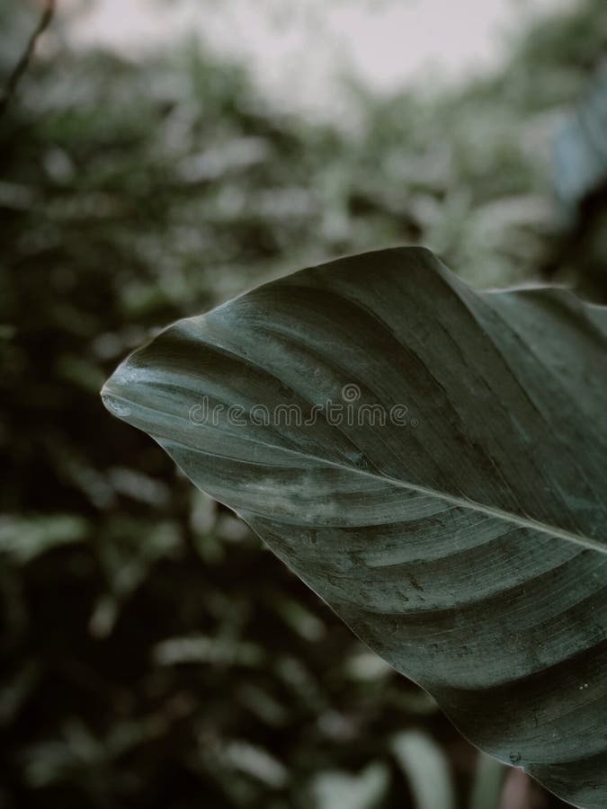 Leaf stock image. Image of green, nature, leaf, aesthetic - 226422111