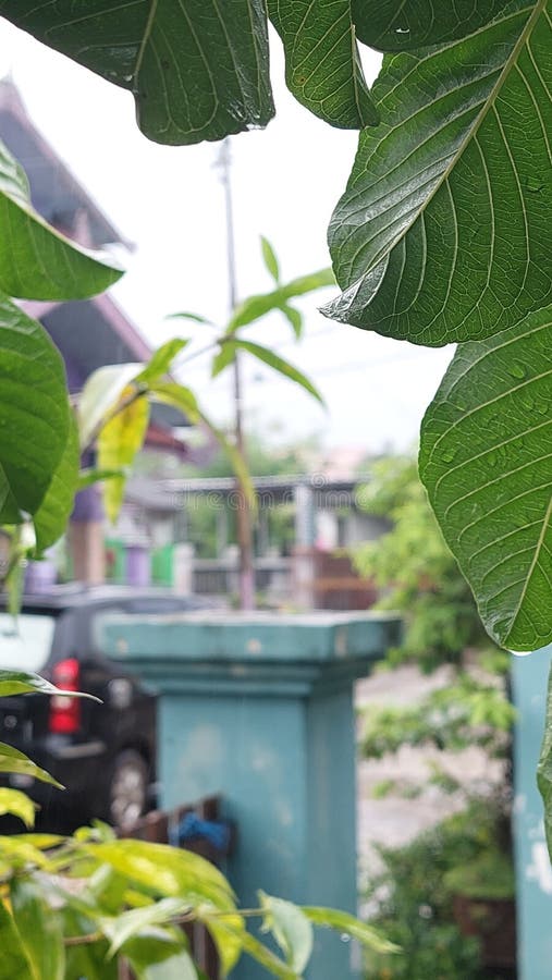 Aesthetic Guava Tree Leaf Scenery Stock Photo - Image of food, yellow ...
