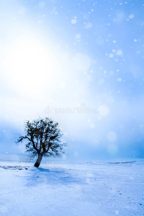 Winter and Lonely Tree. White Nature Background. Stock Photo - Image of ...