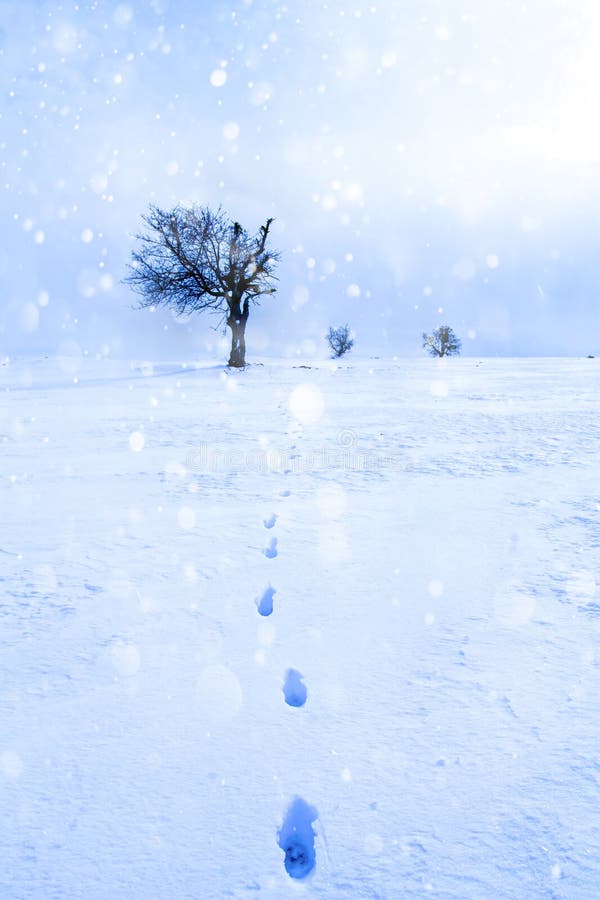 Winter and Lonely Tree. White Nature Background. Stock Image - Image of ...