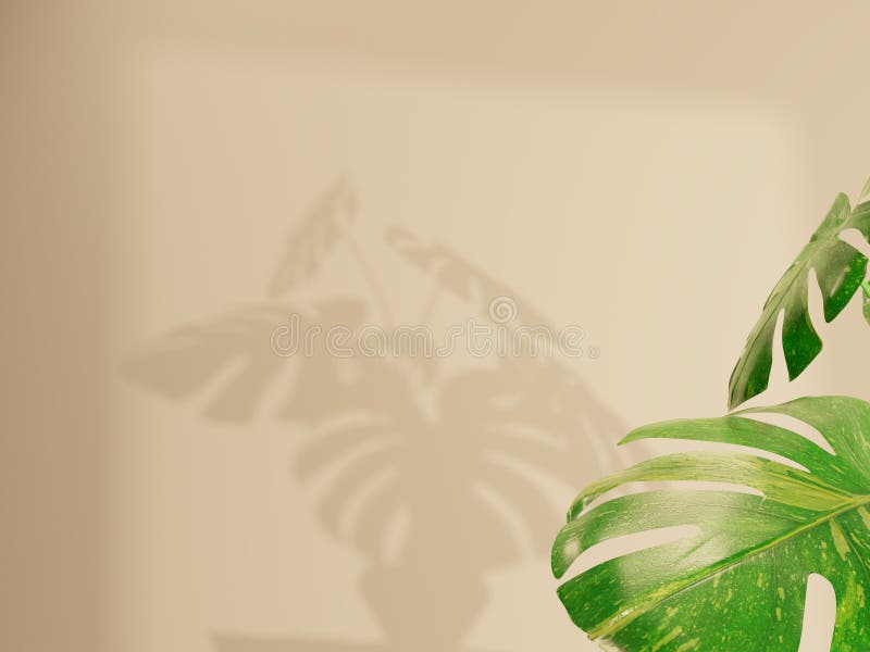 Aesthetic Monstera Indoor Scene with Silhouette Shadow Stock ...