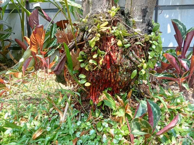 Aesthetic palm tree roots stock photo. Image of tree - 341680080