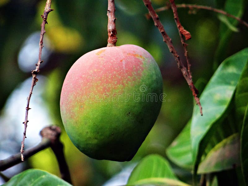 Aesthetic Photo of Mango Fruit Stock Image - Image of leaf, mango ...