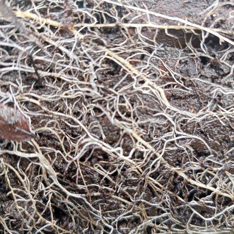 Aesthetic Photo of Plant Roots Stock Photo - Image of wallpaper ...