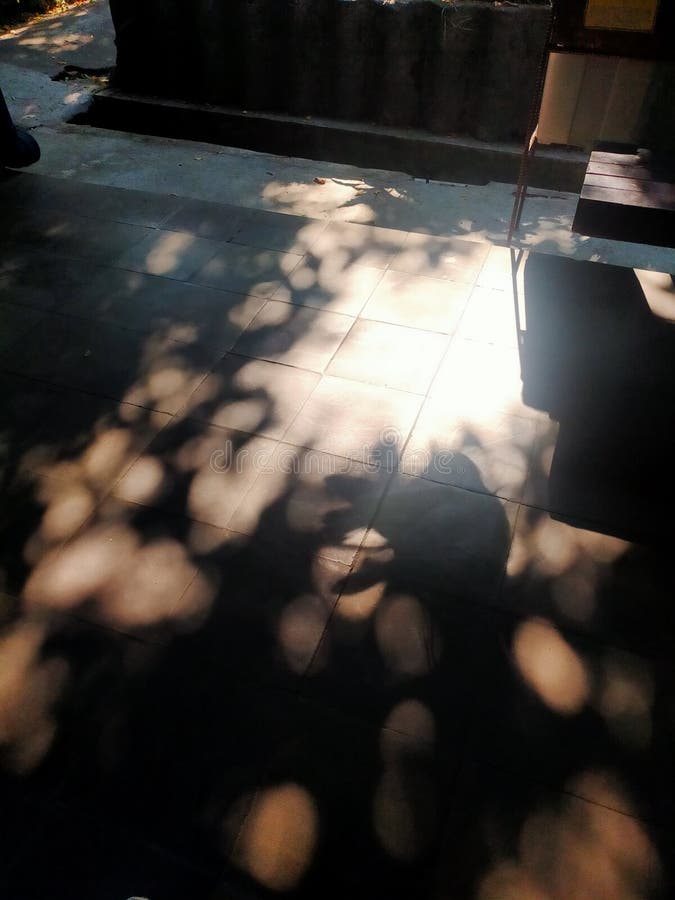 Aesthetic Photo of Tree Shadow Stock Image - Image of tree, floor ...