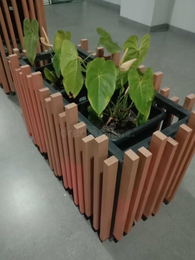 Aesthetic plant stock photo. Image of plant, leaf, nature - 265356384