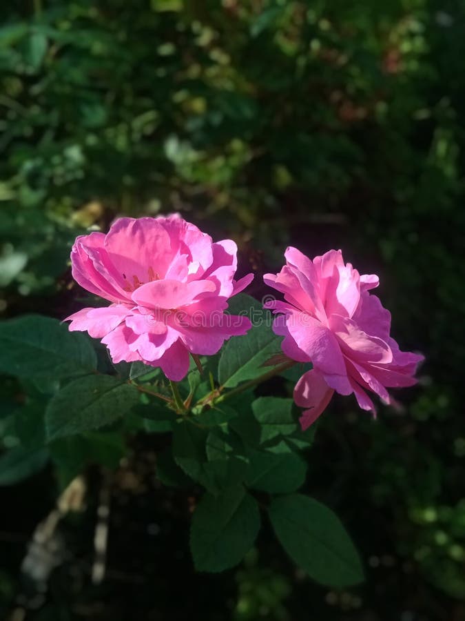 Aesthetic Roses in the Garden Stock Image - Image of flower, aesthetic ...