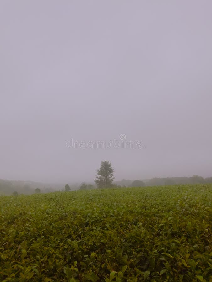 Aesthetic Nature Tree and Sky Stock Image - Image of hill, plain: 224805499