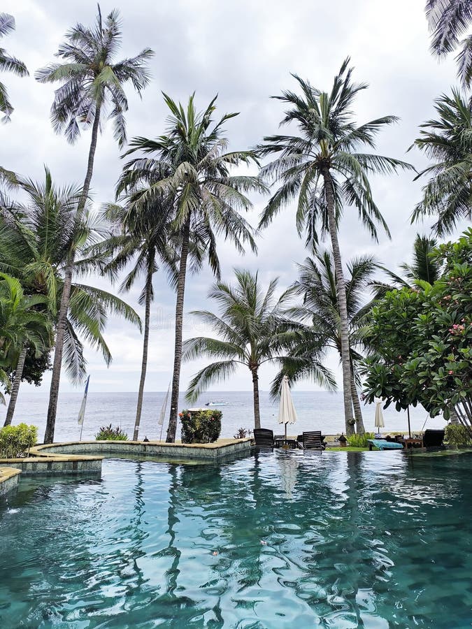 An Aesthetic Swimming Pool Surrounded by Tall Coconut Trees with a ...