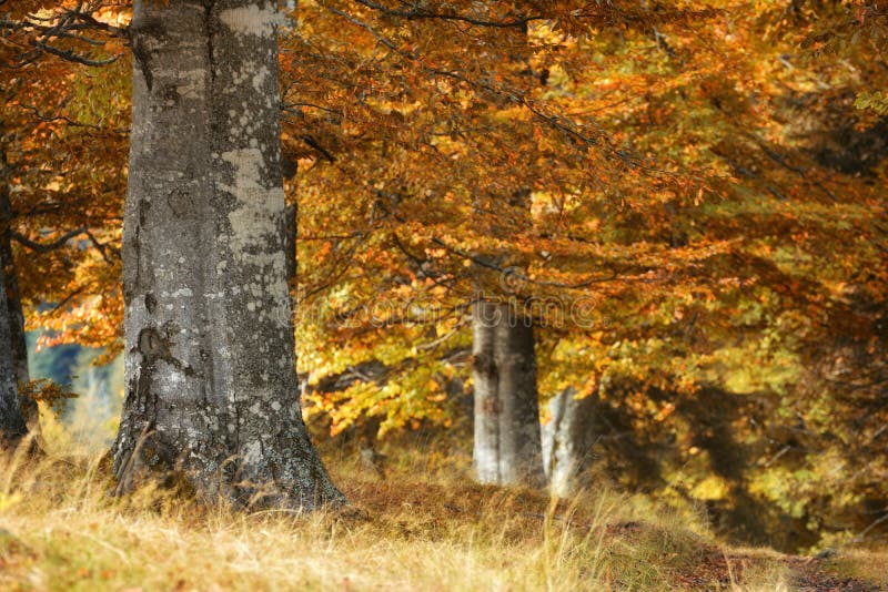 Aesthetic Tree in Autumn, Warm Colors Stock Photo - Image of autumn ...