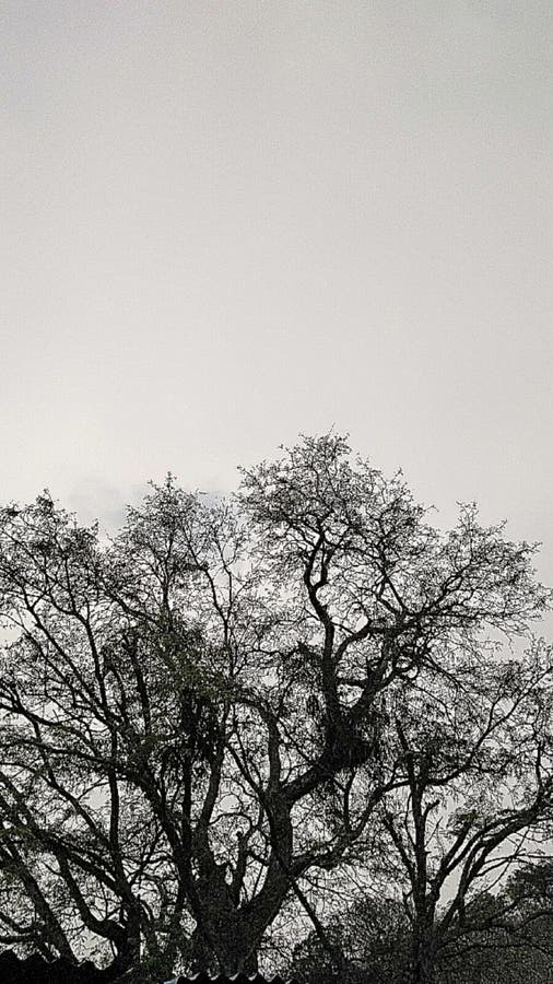 Aesthetic tree stock image. Image of aesthe, flower - 297231409