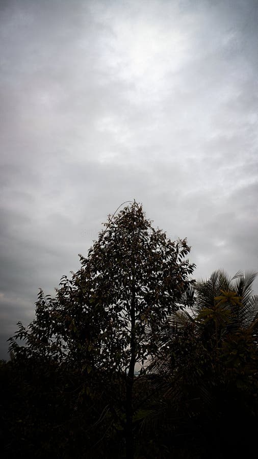 Aesthetic tree stock image. Image of monochrome, nature - 369808945