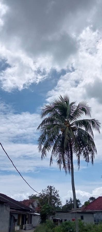 Aesthetic View of Coconut Trees with Mesmerizing Sky Stock Image ...