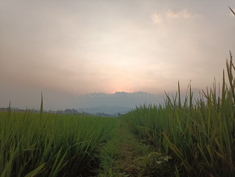 The Aesthetic View of the Sun between the Rice Fields Stock Image ...