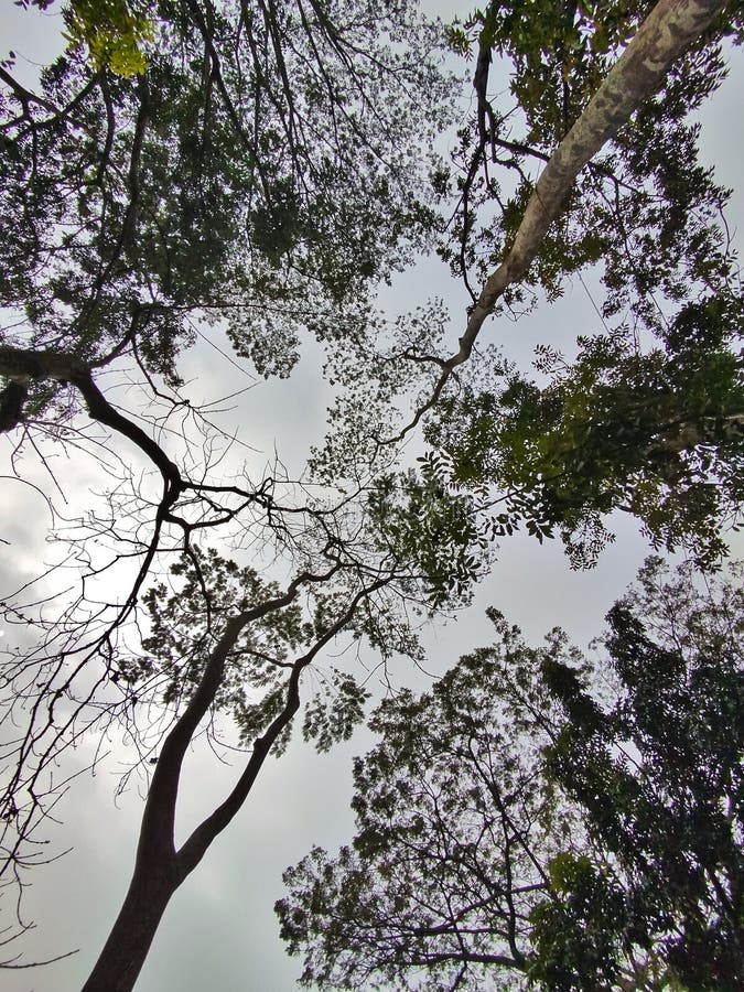 Aesthetic View of Trees Where it Blends with the Sky. Stock Image ...