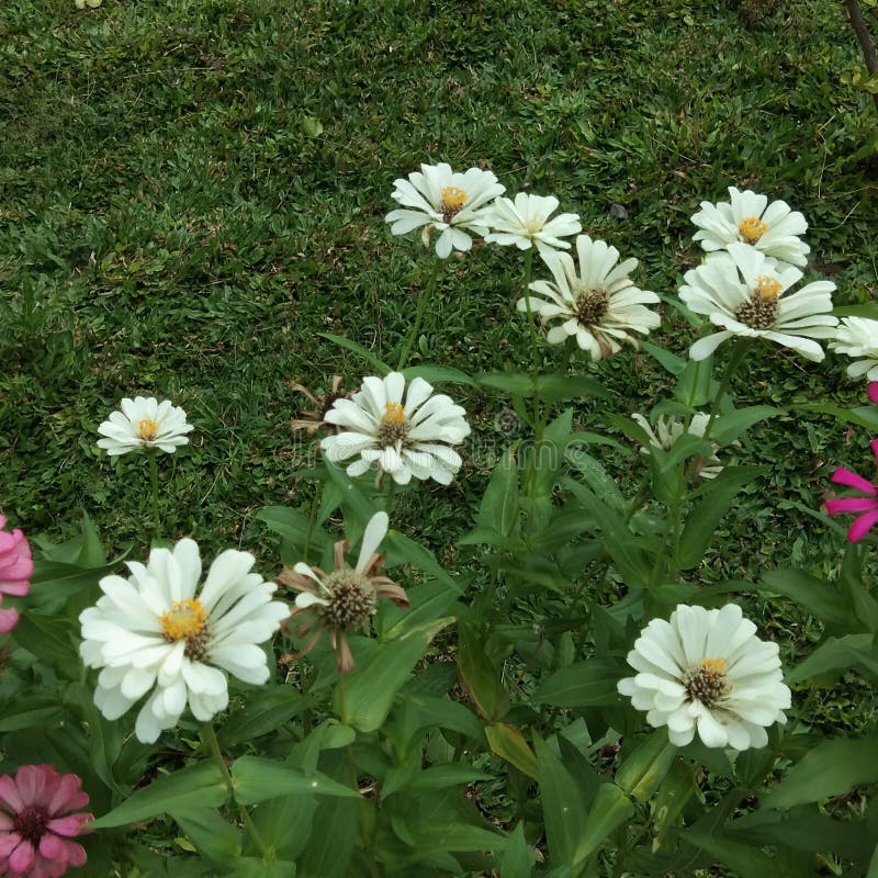 Aesthetic White Flowers in the Garden Stock Photo - Image of meadow ...