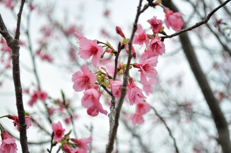 Aesthetically Captivating Scene of a Cherry Blossom Tree in Full Bloom ...