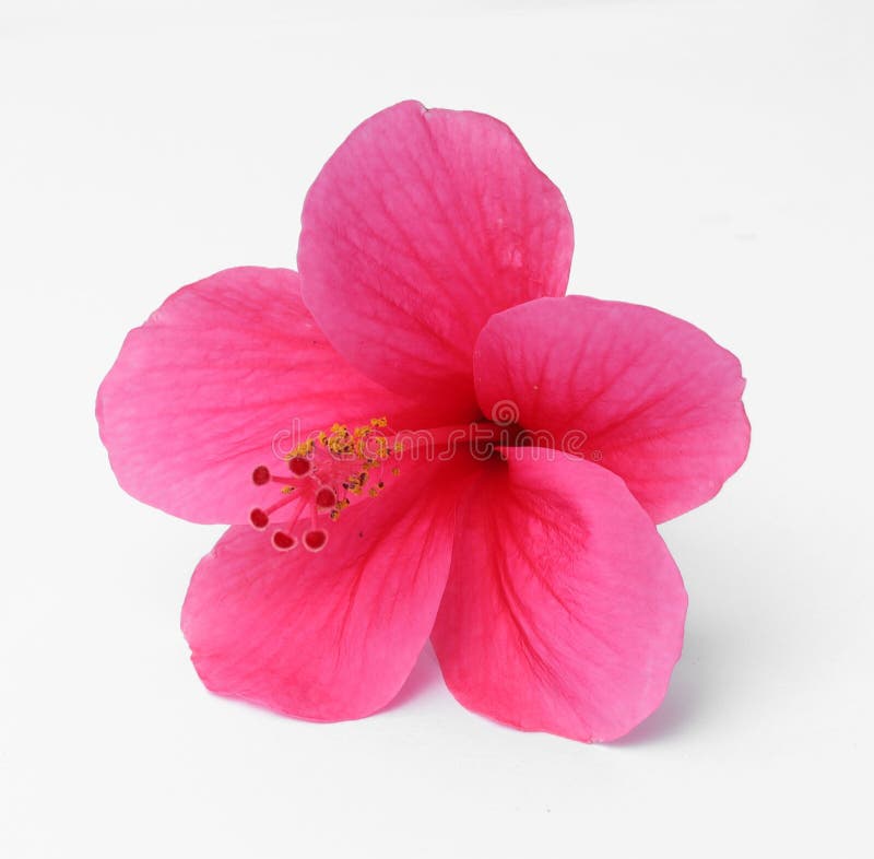 Aesthetically Pleasing Image of a Single Pink Hibiscus Flower ...