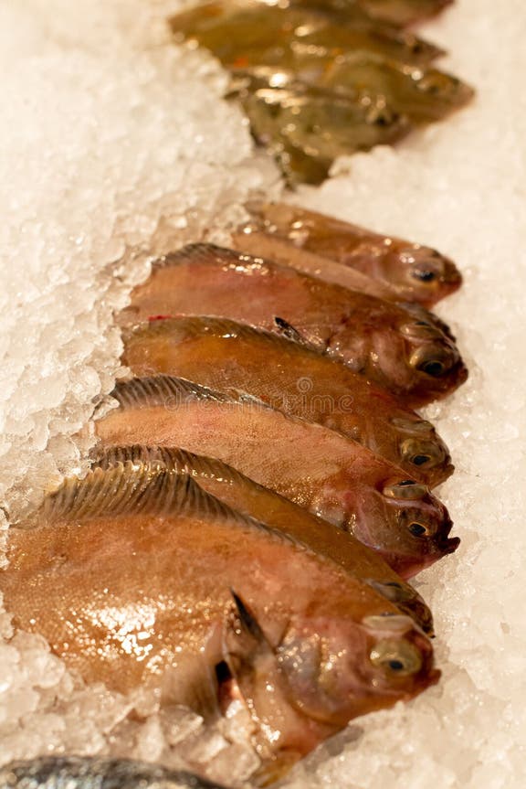 Aesthetically Pleasing View of Megrim Fish Stock Photo - Image of vibrant, fish: 303425166