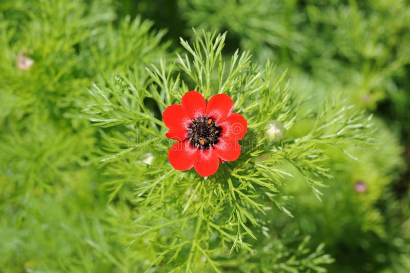 Adonis Aestivalis - Fleur Sauvage Photo stock - Image du espèces ...