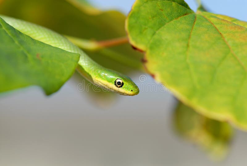 Aestivus del Opheodrys imagen de archivo. Imagen de pista - 110983129