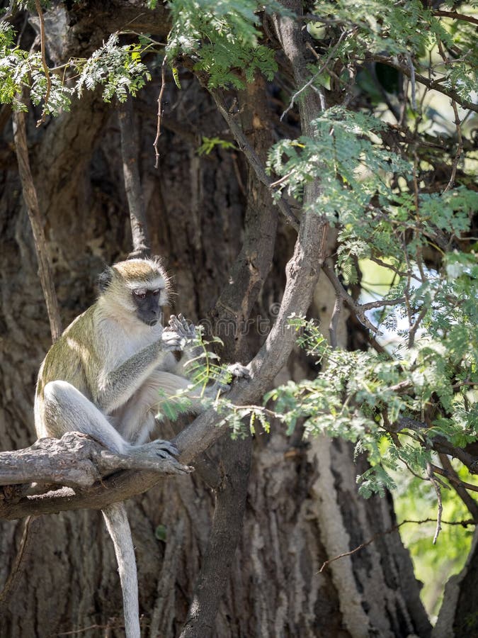 Aethiops De Chlorocebus Do Macaco Verde, Parque Nacional De Chobe ...