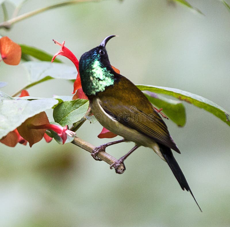 Aethopyga christinae stock image. Image of looking, wildlife - 60997703