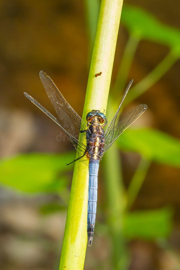 Aethriamanta Aetra Stock Photos - Free & Royalty-Free Stock Photos from ...