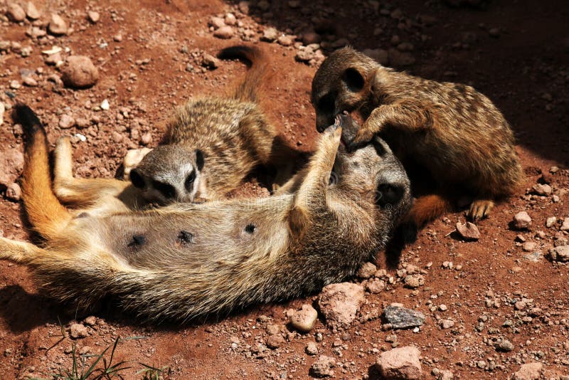 Afago foto de stock. Imagem de datar, menina, apreciar - 27686922