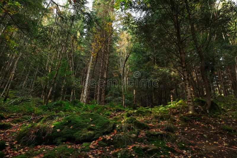 Afbeelding Van Bomen En Mos Op Stenen in Mooi Bos Stock Afbeelding ...