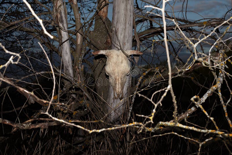 Hangende dode kip stock afbeelding. Image of haan, marrakech - 26404373