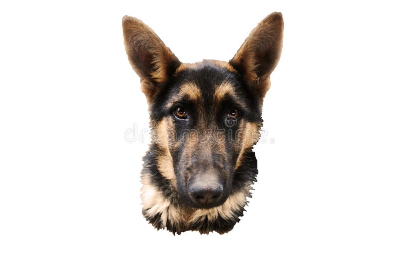 Afcharka Dog Stock Photos - Free & Royalty-Free Stock Photos from ...