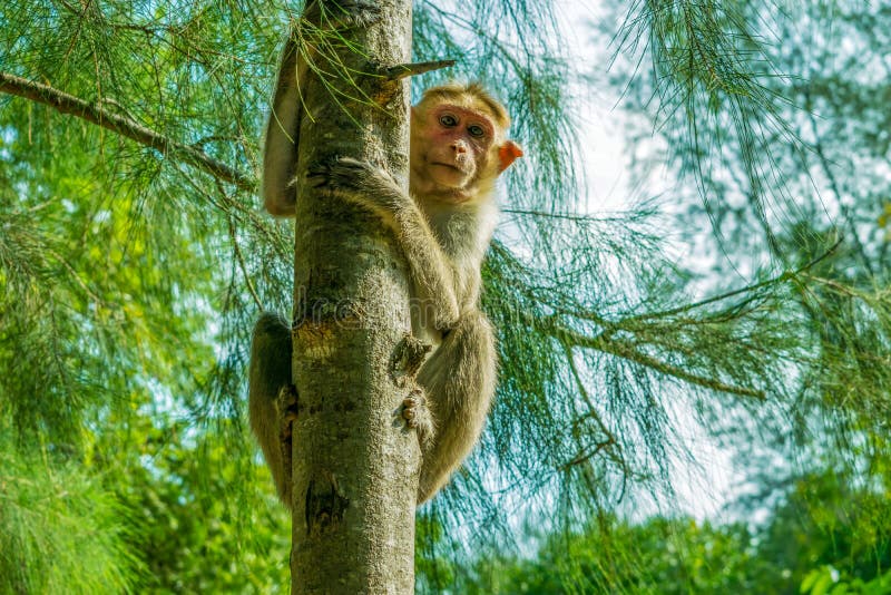 Ein Affe Klettert Die Niederlassung Des Baums Stockbild - Bild von ...