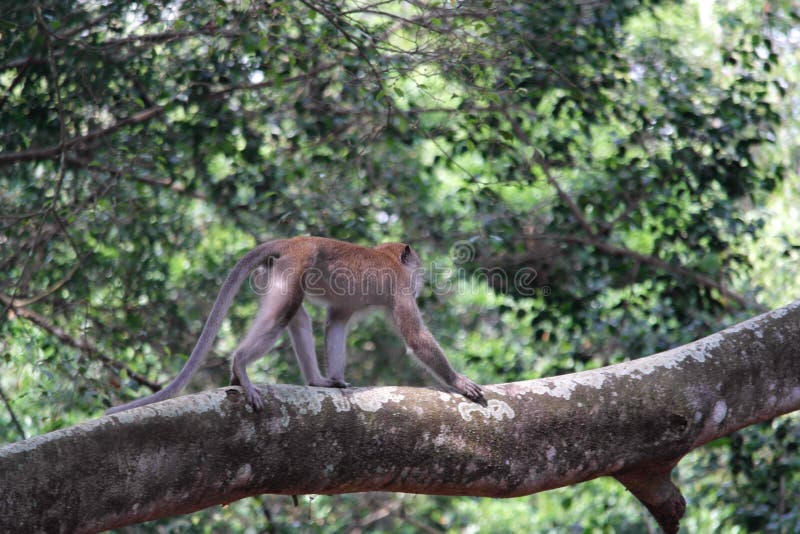 Affe, Der Auf Dem Baum Klettert Stockfoto - Bild von ohren, wild: 54890342