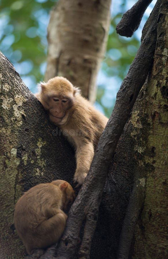 Affe, Der Auf Dem Baum Lebt Stockfoto - Bild von nave, freundschaft ...