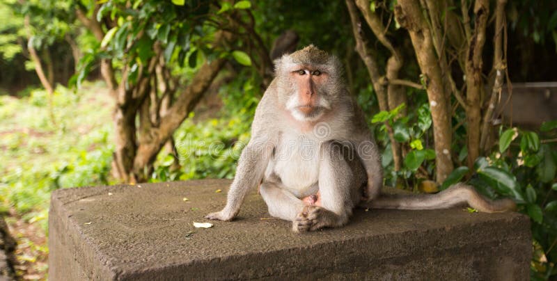 Affe, Der Auf Einem Podium Sitzt Stockbild - Bild von wild, tier: 177369027