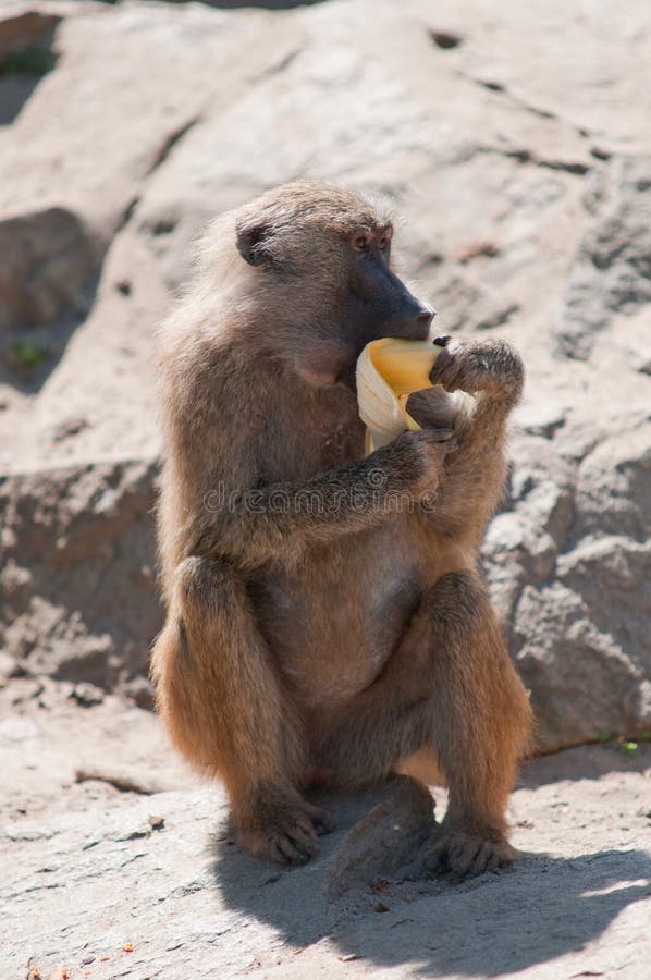 Affe, der Banane isst stockbild. Bild von essen, felsen - 64497971