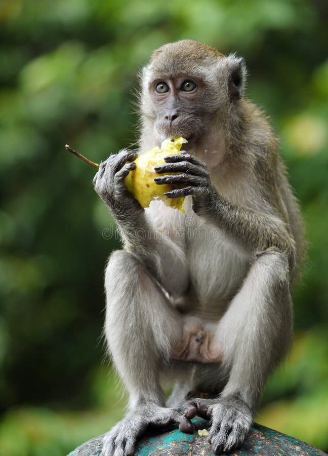 Affe, der Apple isst stockfoto. Bild von malaysia, mittagessen - 31028392