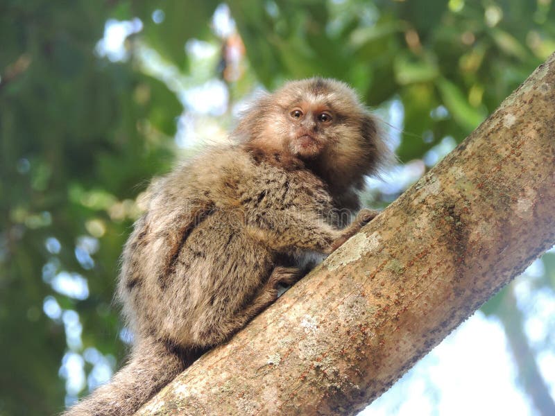 Affe Im Baum Von Rio De Janeiro Brazil Stockfoto - Bild von flaumig ...