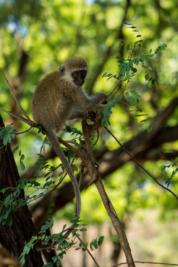 Wilder Affe In Den Afrika-Naturwild Lebenden Tieren Isst Banane ...