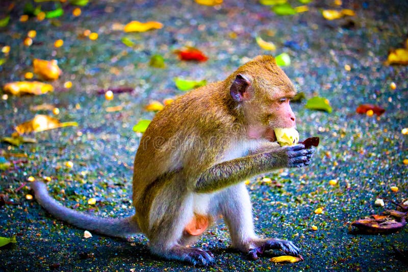 Affe Isst Banane Stock-Fotos - Laden Sie 674 Royalty-Free Fotos herunter