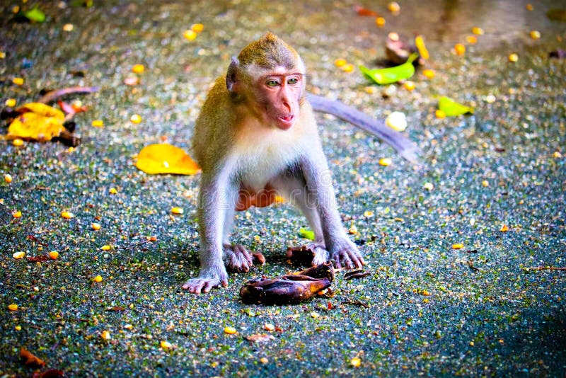 Affe Isst Banane Stock-Fotos - Laden Sie 674 Royalty-Free Fotos herunter