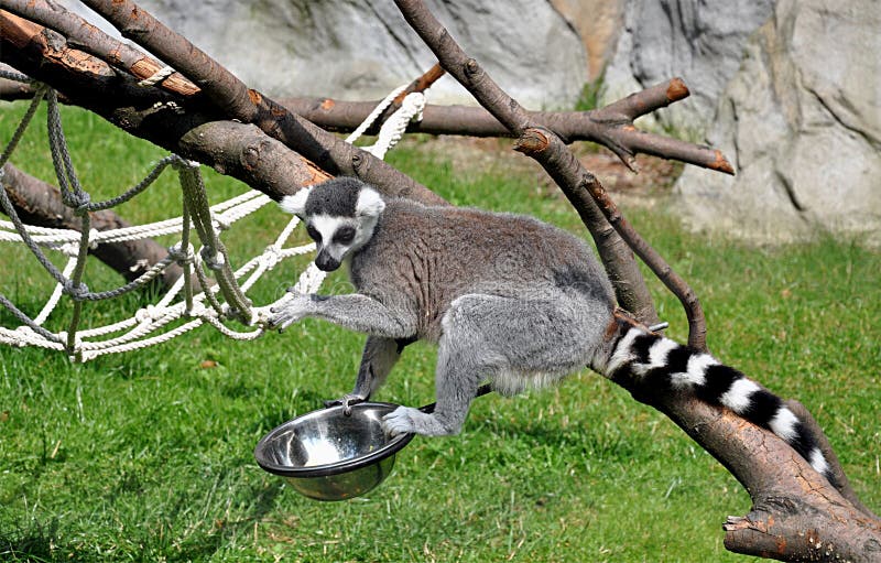 Affe - Maki stockbild. Bild von maki, fallhammer, heck - 76142923