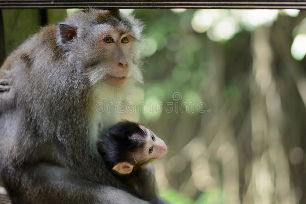 Affe mit Baby stockfoto. Bild von haarig, porträt, pelz - 72358464
