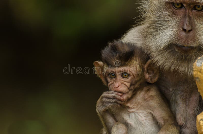 Affe Mit Baby- Und Zufuhrherein Tempel Stockbild - Bild von verwandte ...