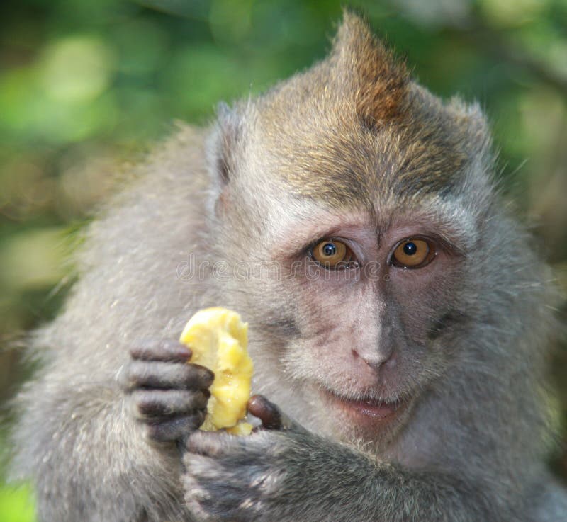 Affe mit Banane stockfoto. Bild von haarschnitt, banane - 3541404