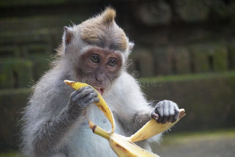 Reizender Affe isst Banane stockbild. Bild von banane - 32026277
