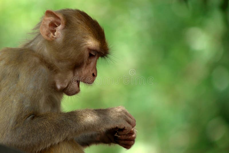 Der Affe Gibt Den Leuten Den Mittelfinger Stockfoto - Bild von afrika ...