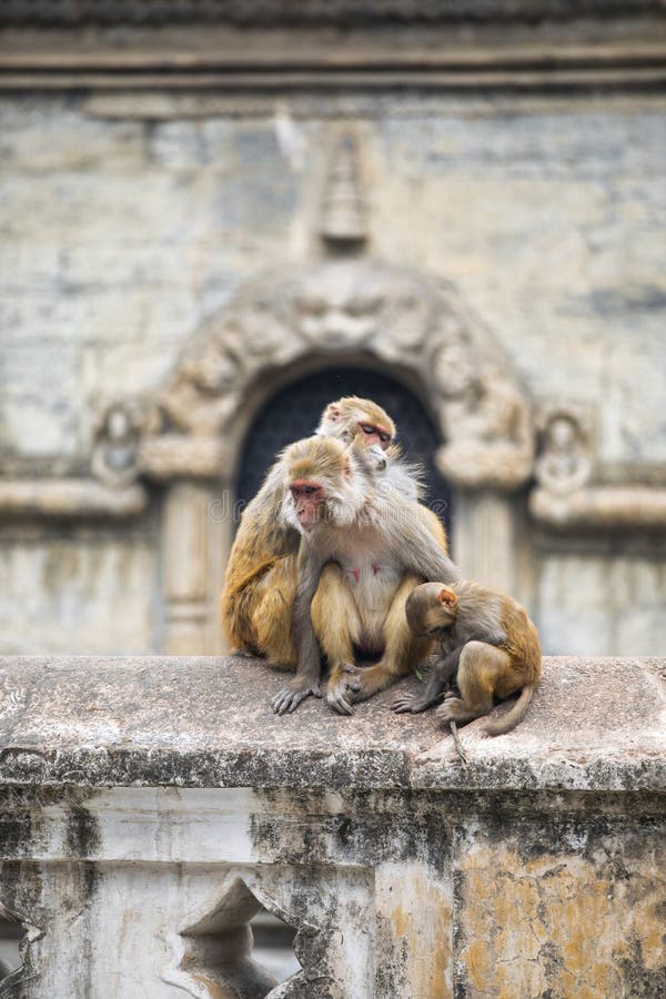 Affe in Nephal stockbild. Bild von asien, wild, bügel - 162533265